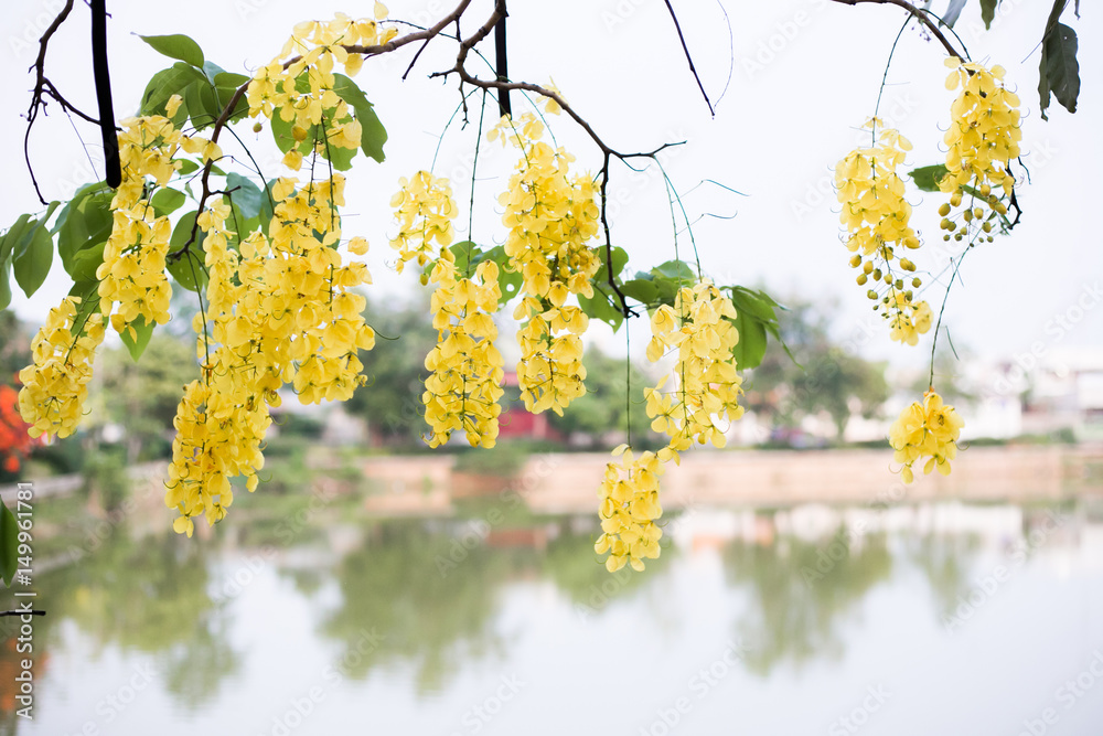 Golden Shower Tree Stock Photo | Adobe Stock