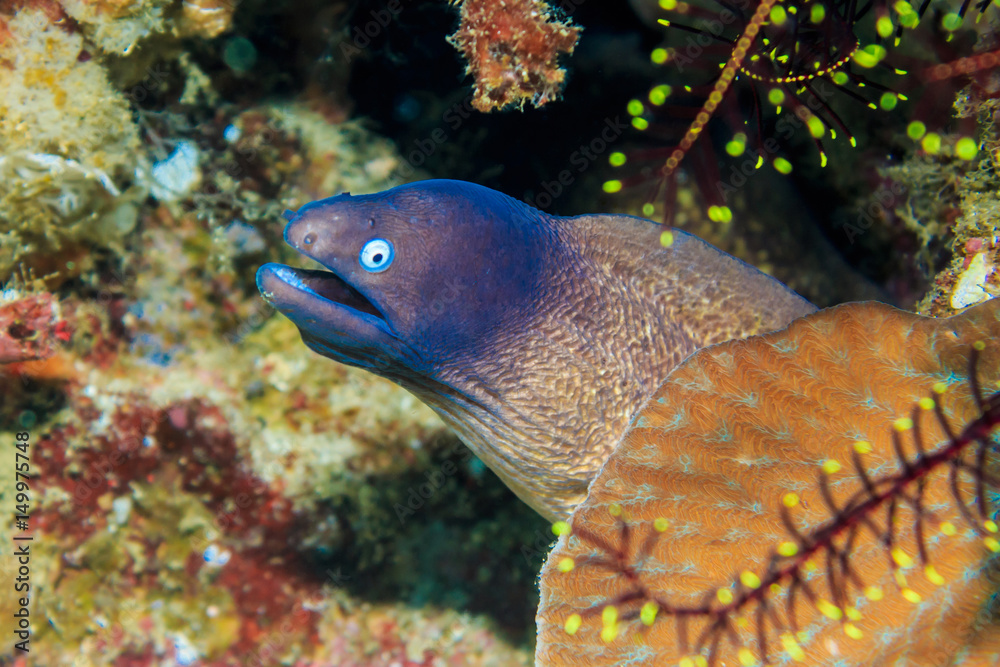 Little Moray eel on a coral reef. The Island Of Mindoro. Philippines ...