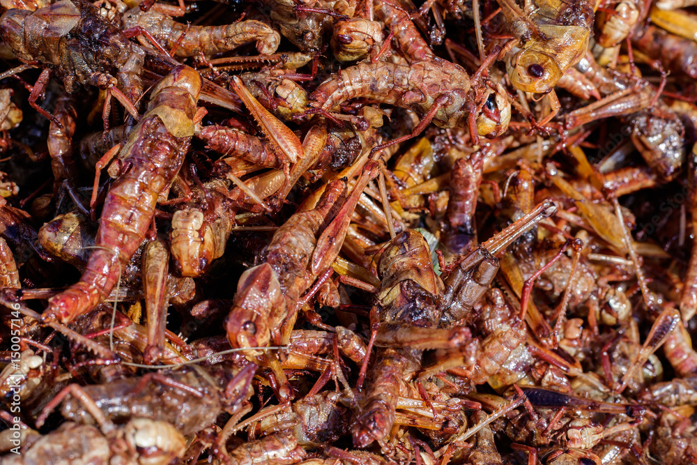 Entomophagy from insect foto de Stock | Adobe Stock