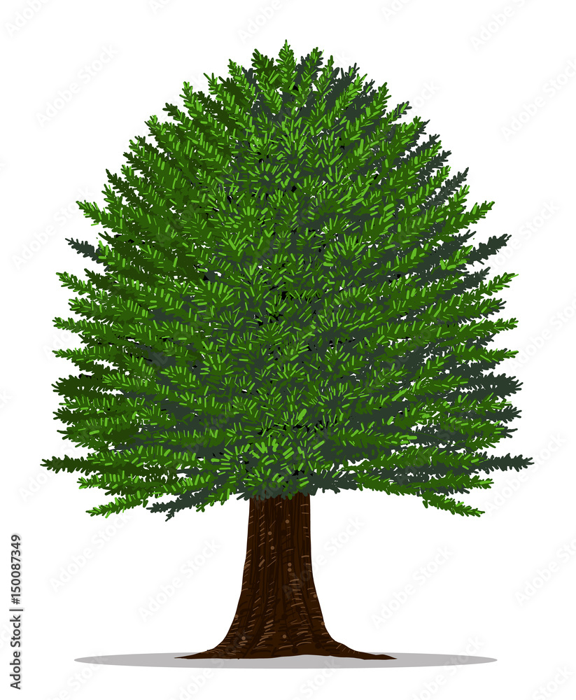 Tree vector by hand drawing.Yew tree on white background. Stock Vector ...