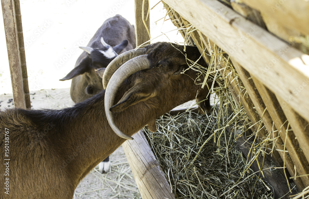 Goats on farm Stock Photo | Adobe Stock