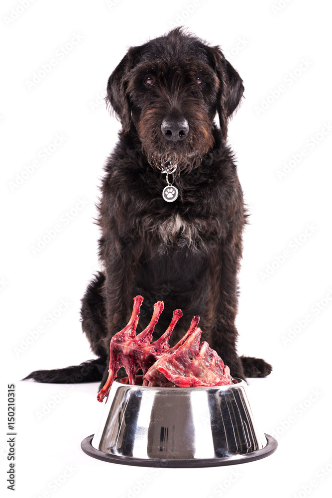 Black dog with bowl full of raw meat isolated on white background Stock ...