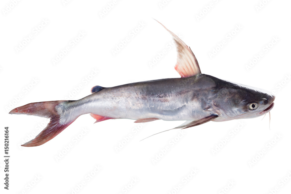 Catfish, Gafftopsail (Bagre marinus). Isolated on white background ...
