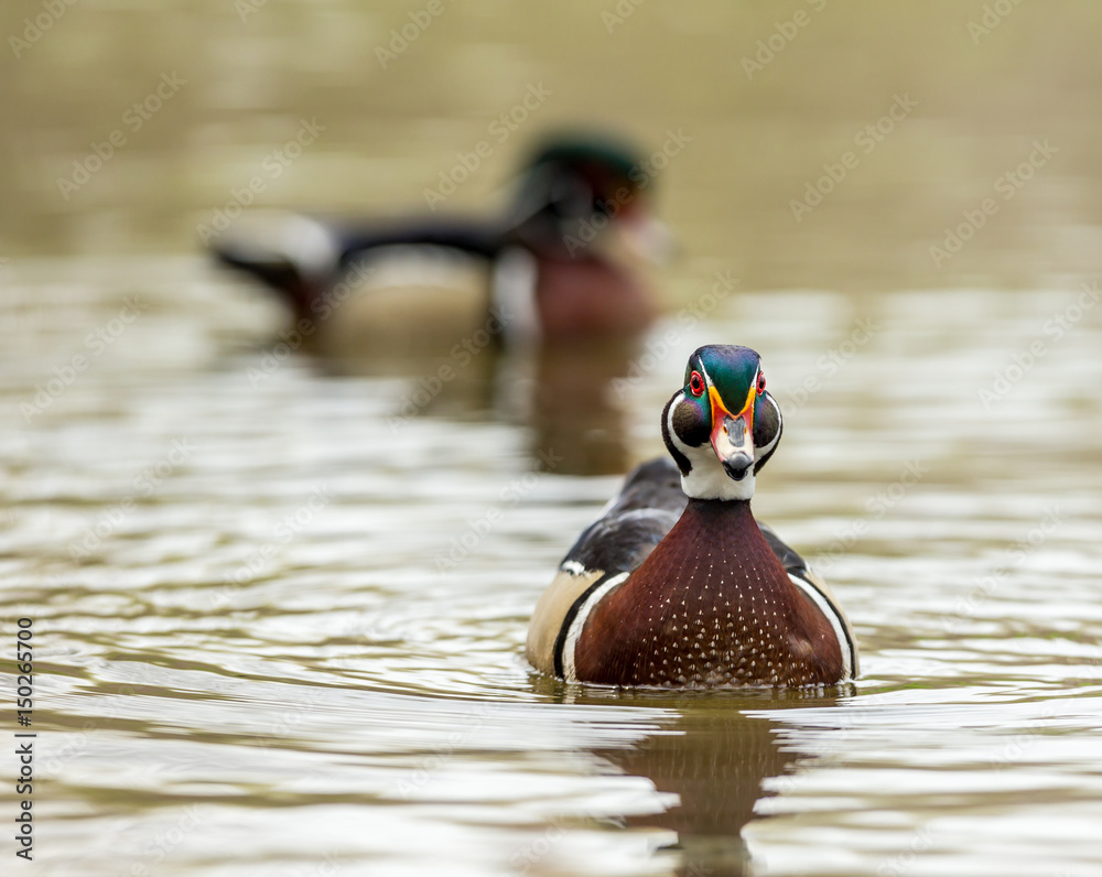 Northern Wood Duck