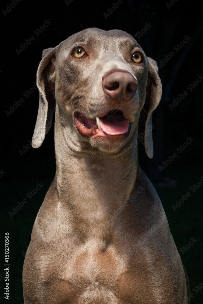 Black Weimaraner Dog