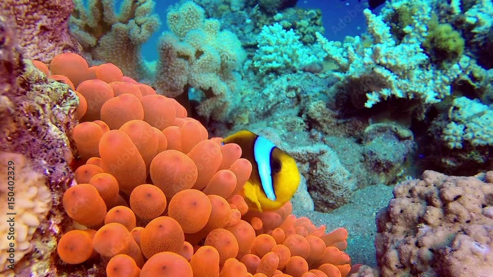 Colorful Red Anemone and Clownfish. Picture of underwater clownfish ...