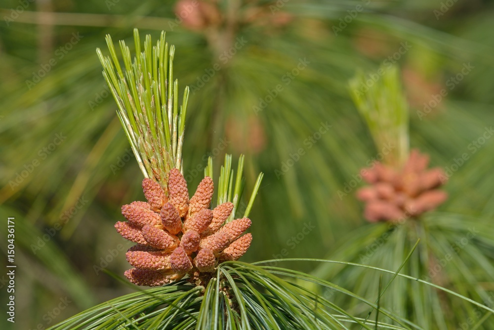 fleur d'un Pin de l’Himalaya Stock Photo | Adobe Stock