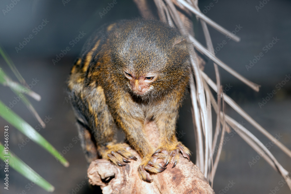 Penicillata Marmosets