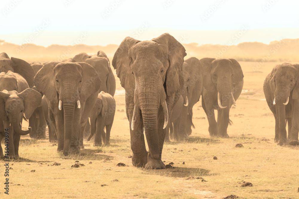 Herd of african elephants walking in savanna. African elephant ...
