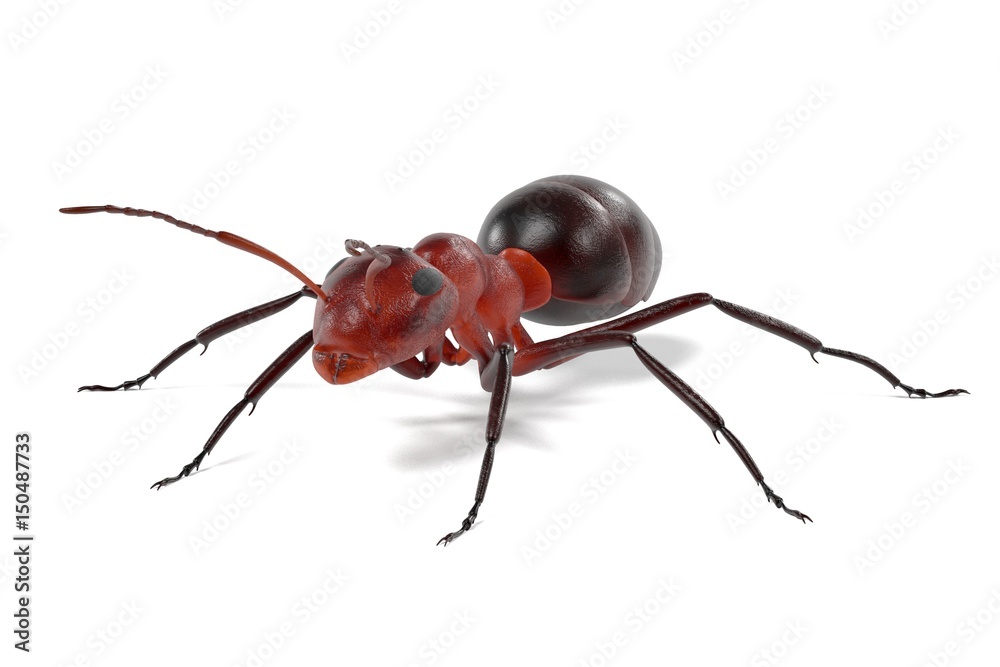 realistic 3d render of ant Stock Illustration | Adobe Stock