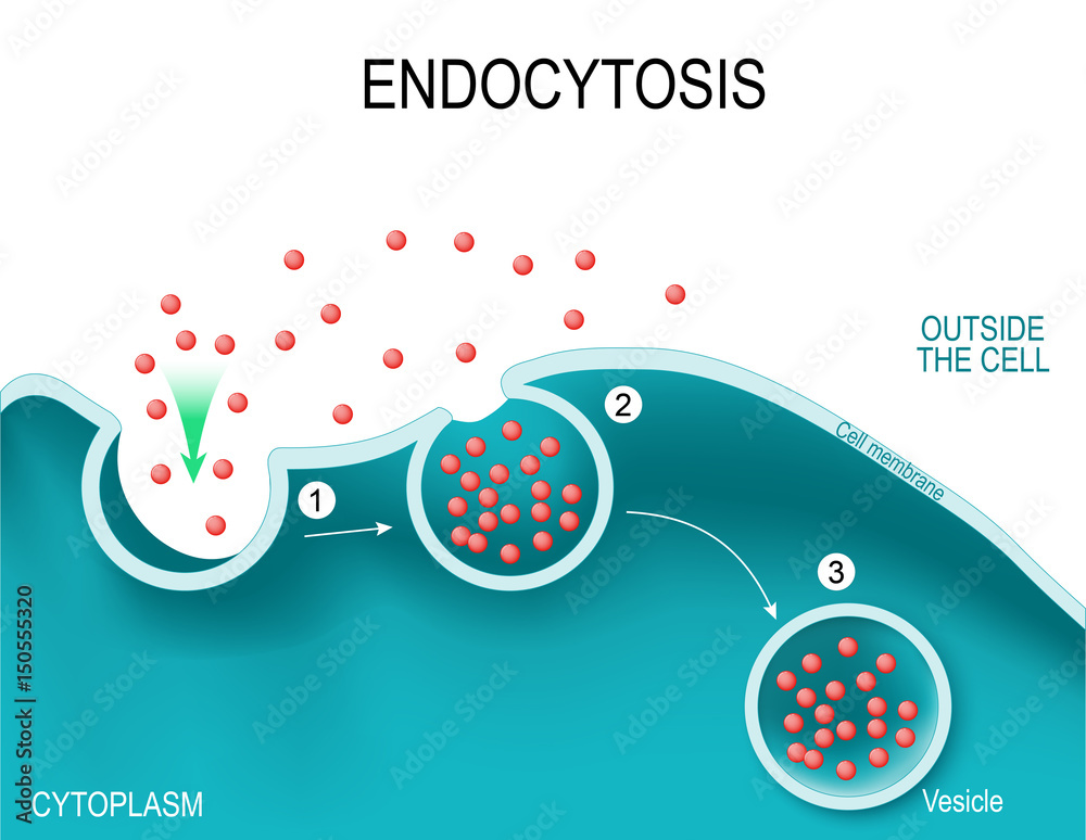 Endocytosis Stock Adobe Stock endocytosis-stock-adobe-stock