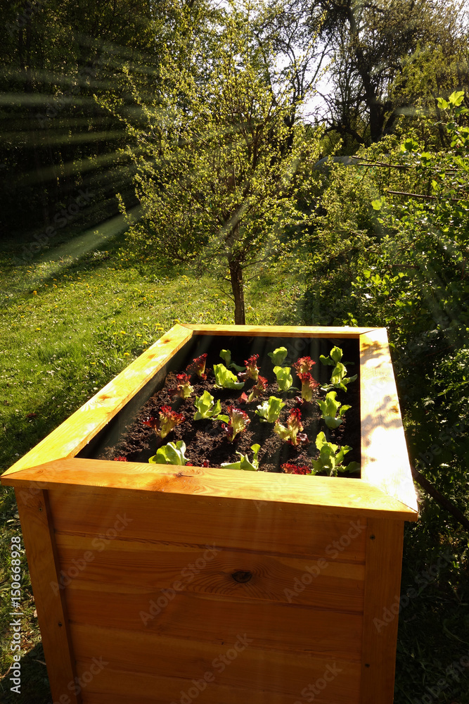 frisch mit Salat bepflanztes Hochbeet in der Abensonne Stock-Foto ...