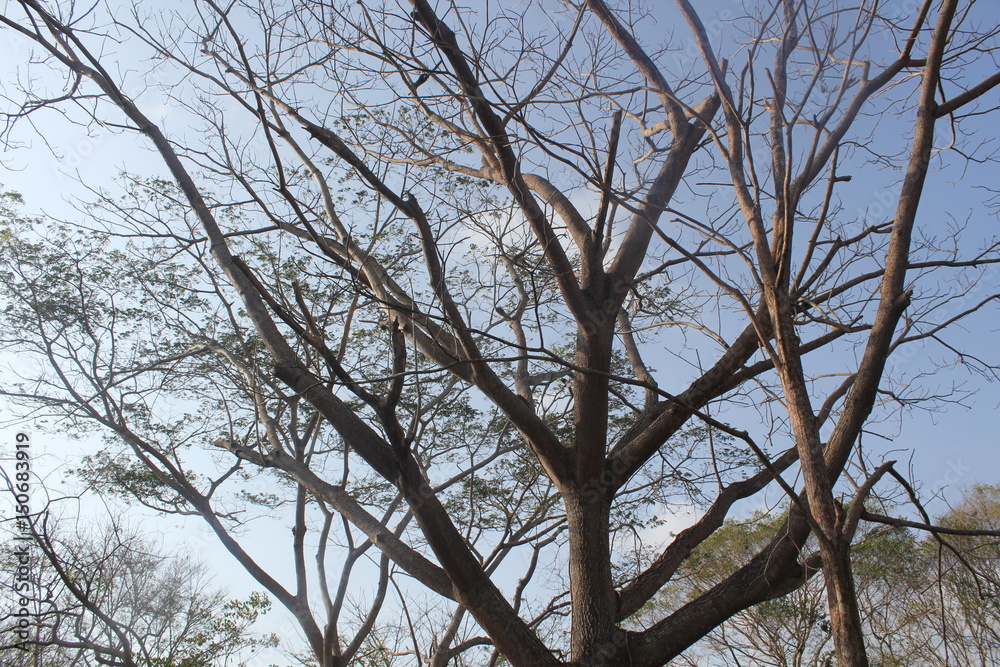 Árbol sin hojas. Arboletes, Antioquia, Colombia. foto de Stock | Adobe ...