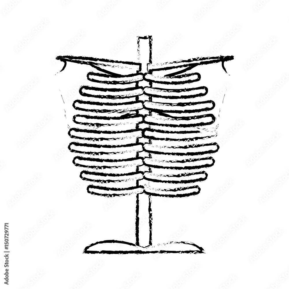 sketch human chest bones anatomical medical vector illustration Stock ...