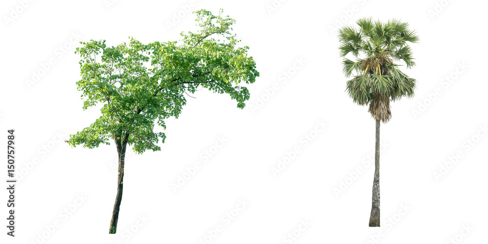 Collection of tree on white background. (for gardening) Stock Photo ...