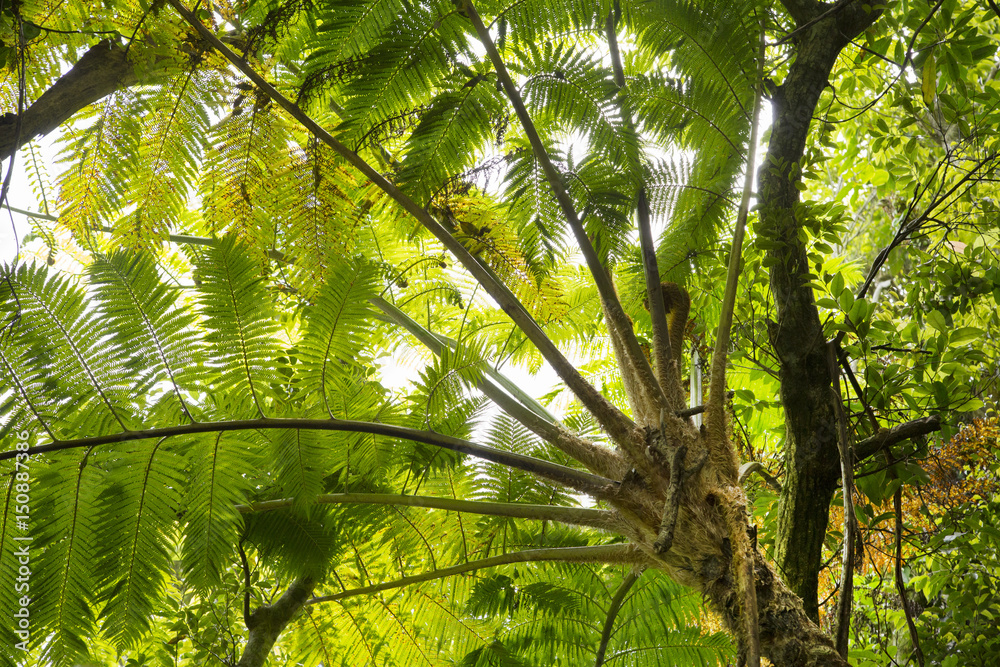 Flying Spider-monkey Tree Fern in Kochiyama lookout point Stock Photo ...