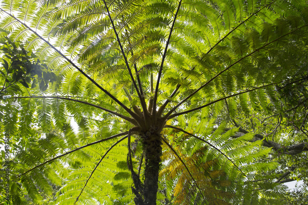 Flying Spider-monkey Tree Fern in Kochiyama lookout point Stock Photo ...