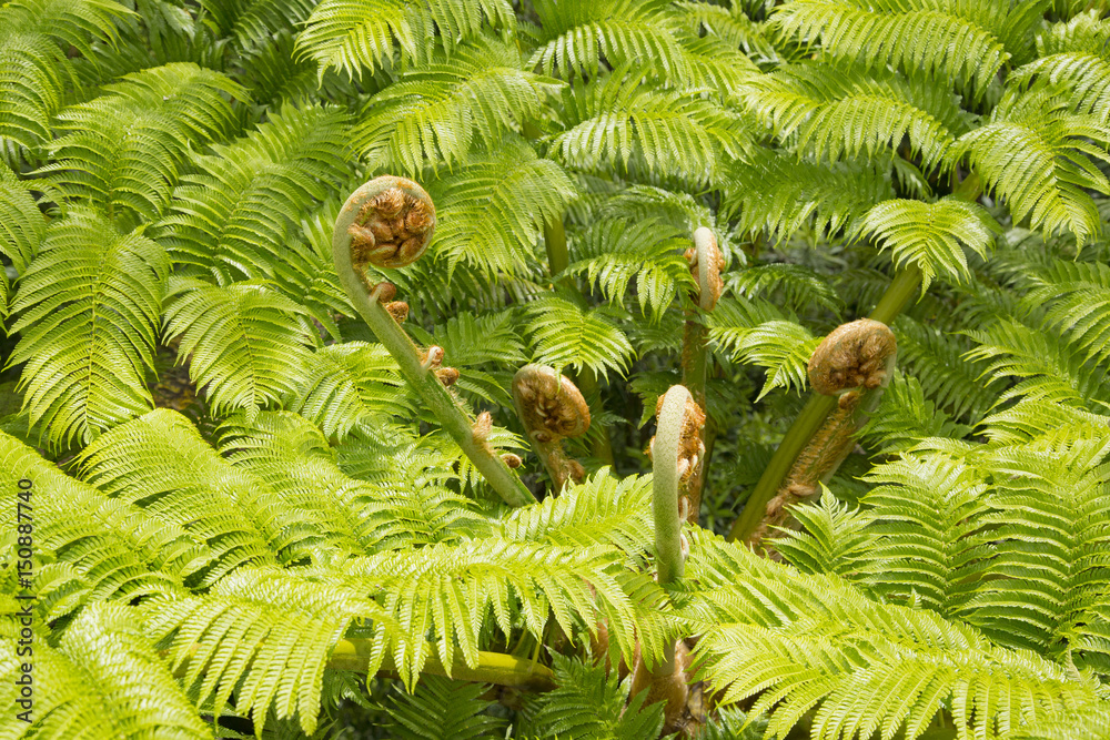Flying Spider-monkey Tree Fern in Kochiyama lookout point Stock Photo ...