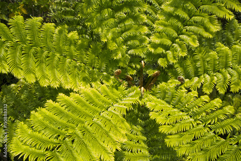 Flying Spider-monkey Tree Fern in Kochiyama lookout point Stock Photo ...