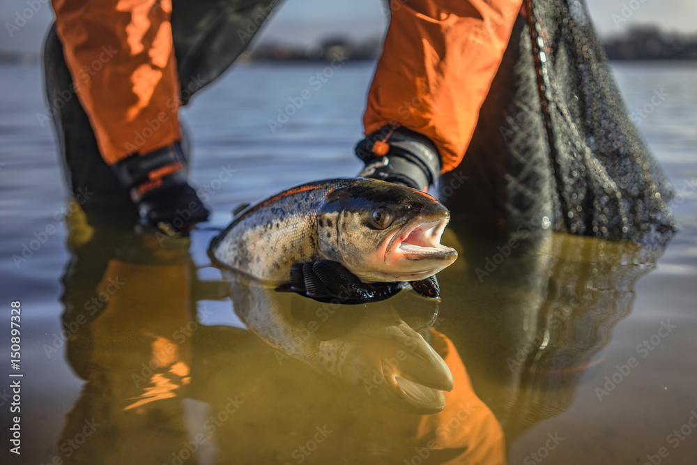 Fisch Meerforelle lebend in Händen von Angler beim Zurücksetzen am Ufer ...
