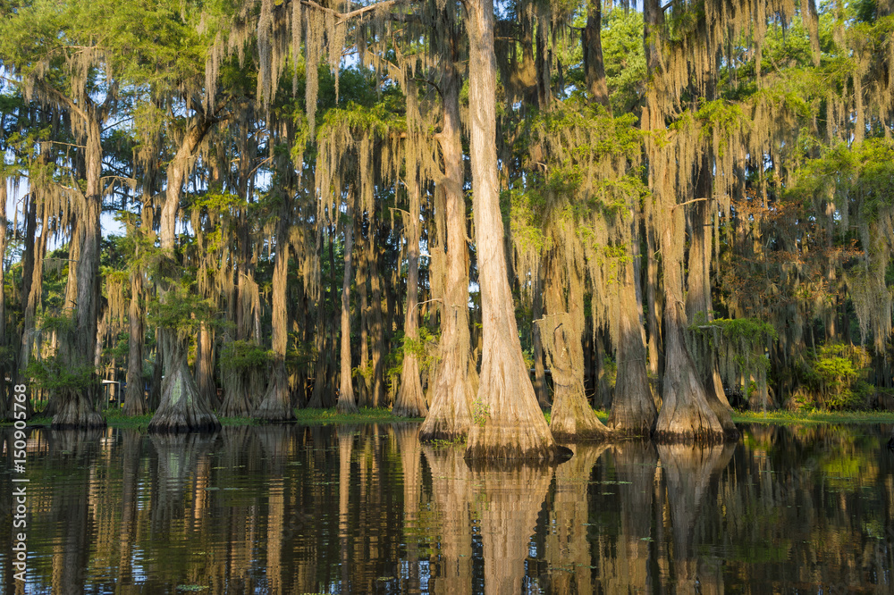 Spanish Moss Tree Swamp