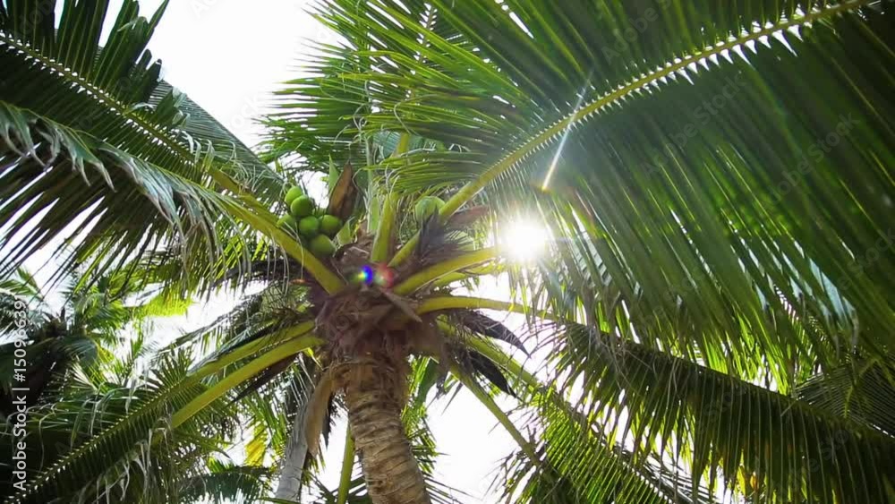 coconut tree in the sun Stock Video | Adobe Stock