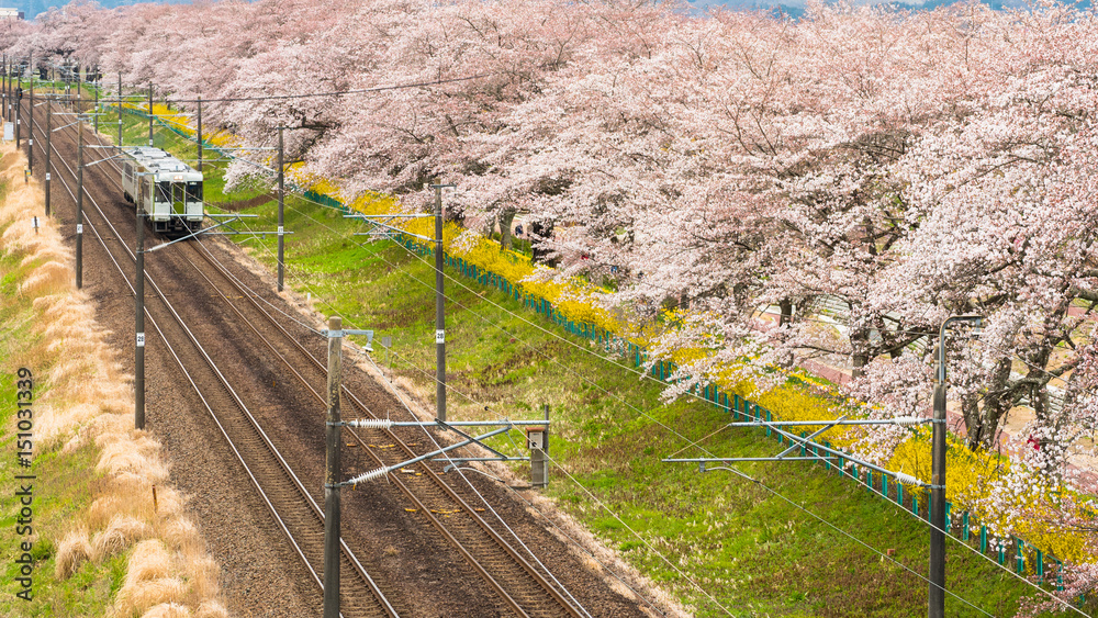 JR train on the railroad track with a row of cherry trees along the ...