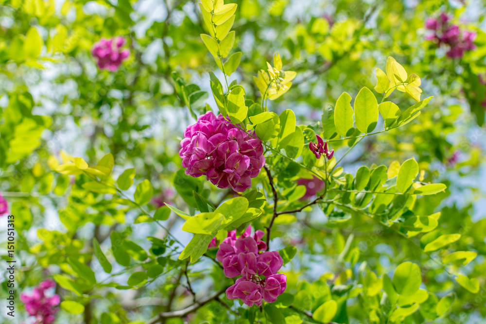 Pink Flowering Locust With Thorns