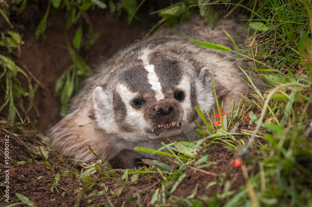 North American Badger (Taxidea taxus) Bares Teeth From Within Den Stock ...