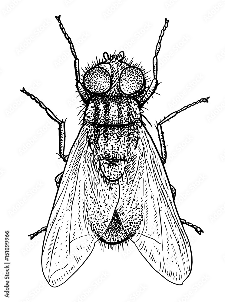 Fly illustration, engraving, drawing, ink, vector Stock Vector | Adobe ...