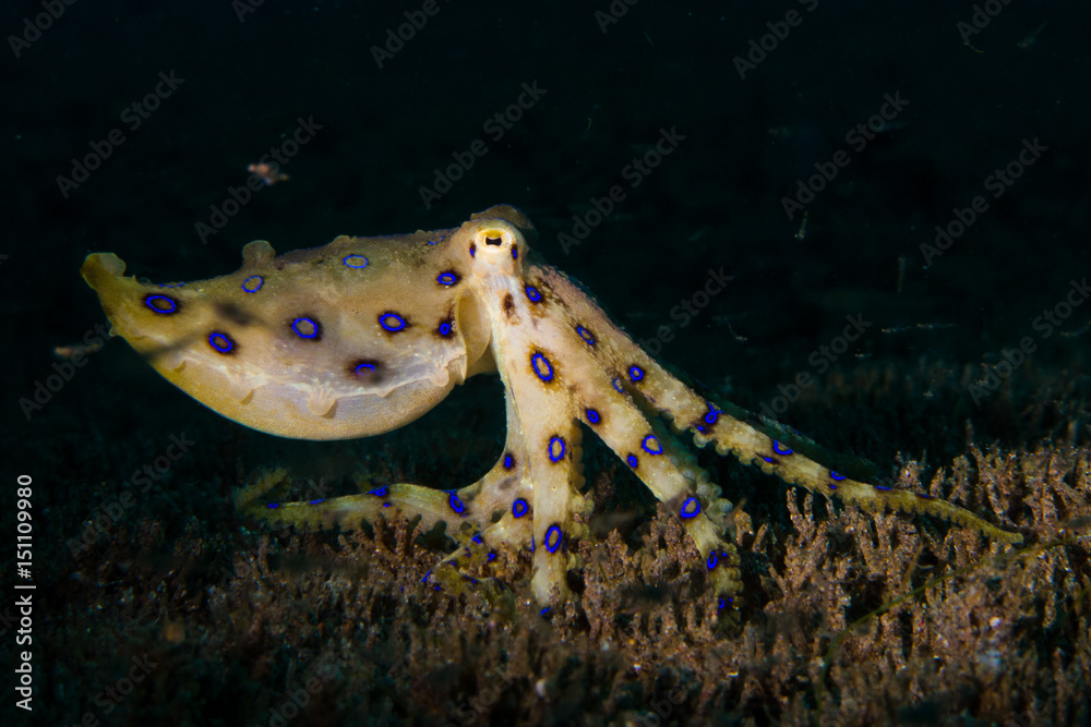 Hapalochlaena Lunulata
