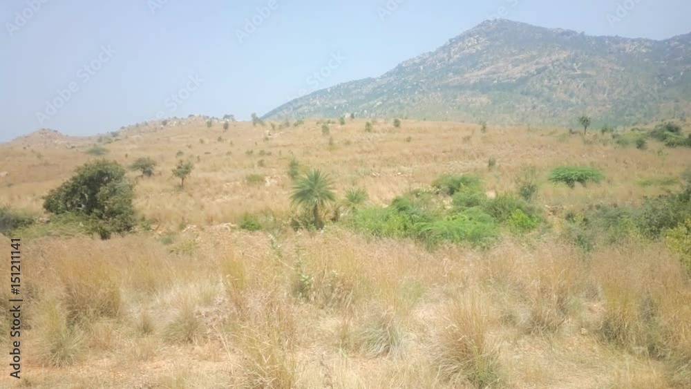 Mountain Savanna on Deccan plateau, India. Pleasing to eye grassy ...