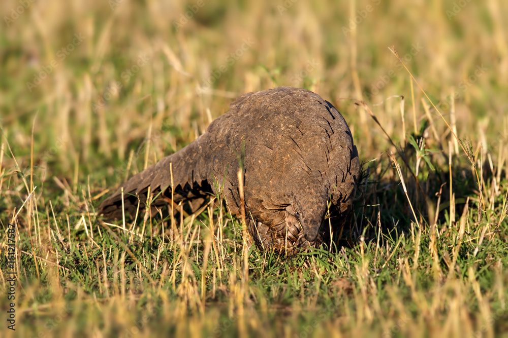 Giant Pangolin, the largest of all Pangolin species in the wilderness ...
