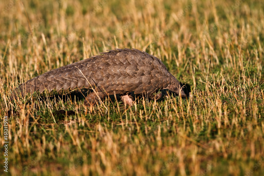 Wild African Giant Pangolin, very rare to see in the wilderness Stock ...