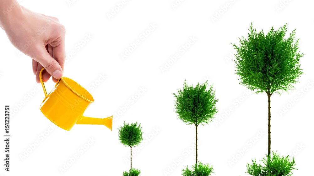 Male hand watering tree with yellow watering can, isolated on white ...