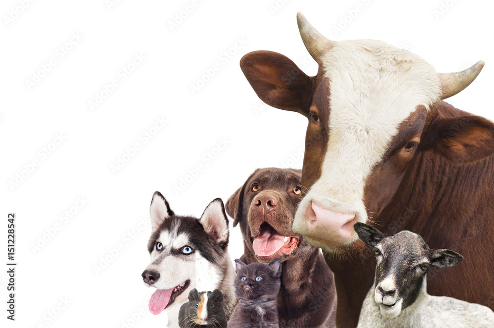 Group of animals Stock Photo | Adobe Stock
