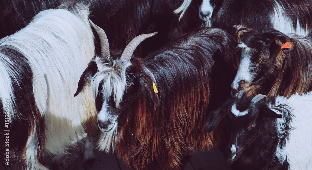 Foto de A herd of horned longhaired goats. Photo depicting a group of ...