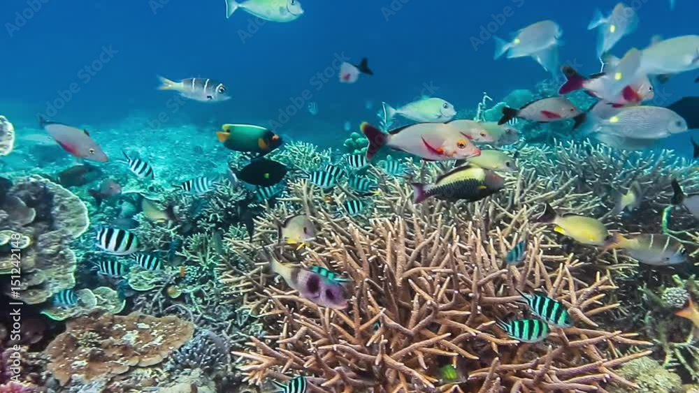Colorful reef fish swimming above a coral reef in Raja Ampat, Indonesia ...