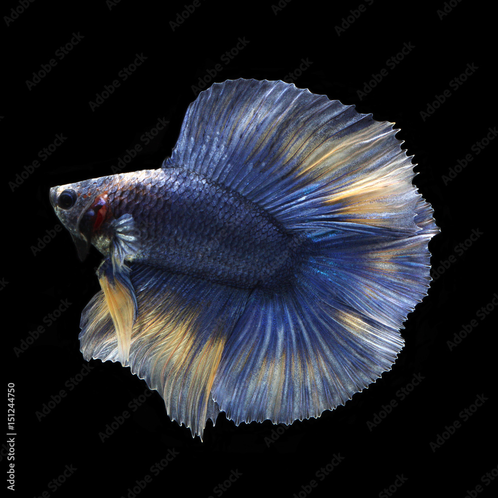 Doubletail Betta on black background. Beautiful fish. Swimming flutter ...