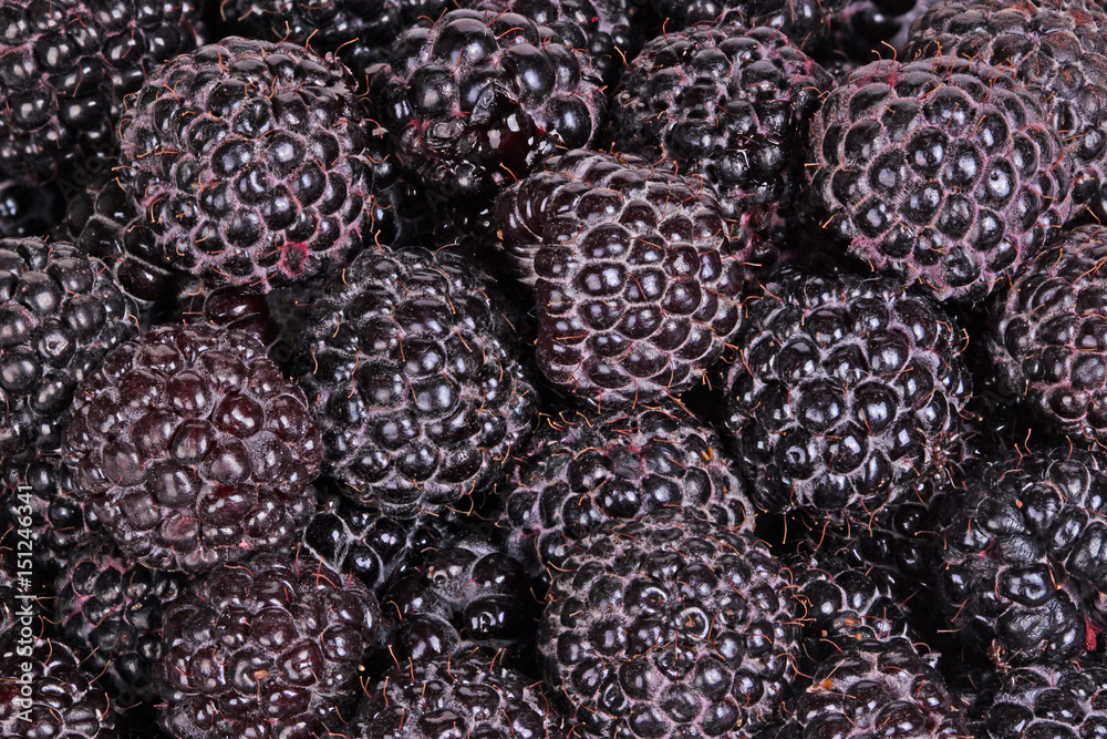 Ripe, purple black raspberries fill the frame Stock Photo | Adobe Stock