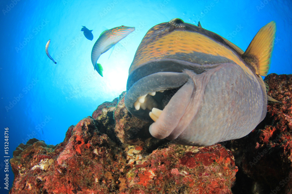 Triggerfish Teeth