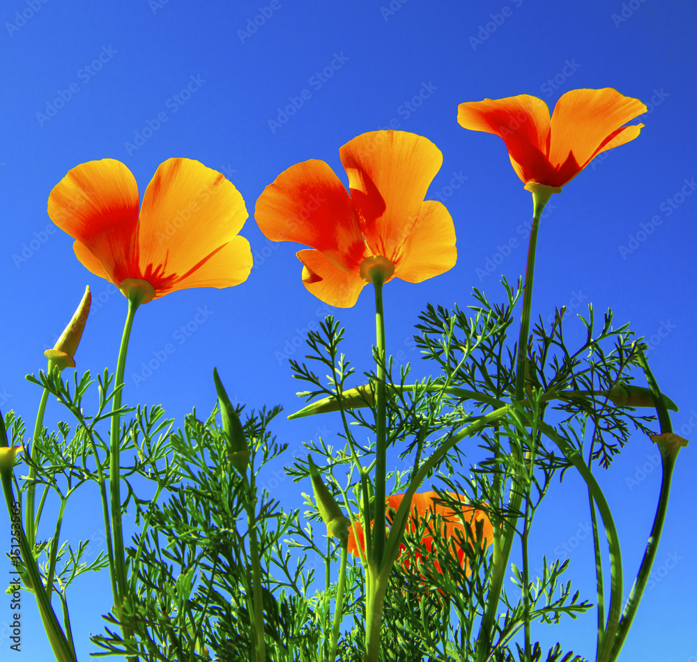 California State Flower