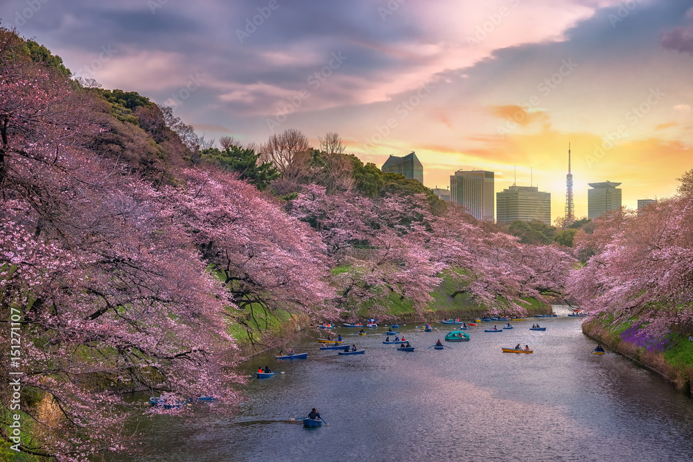 cherry blossom or sakura japan at Chidorigafuchi park this area is ...