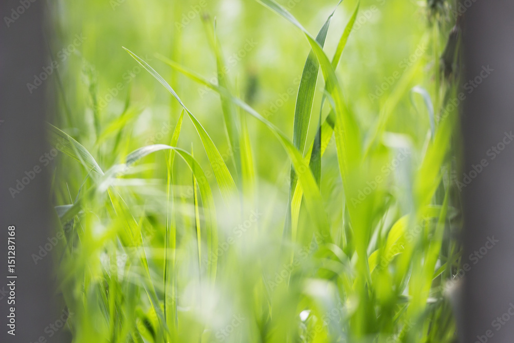 bright and juicy summer green grass Stock Photo | Adobe Stock