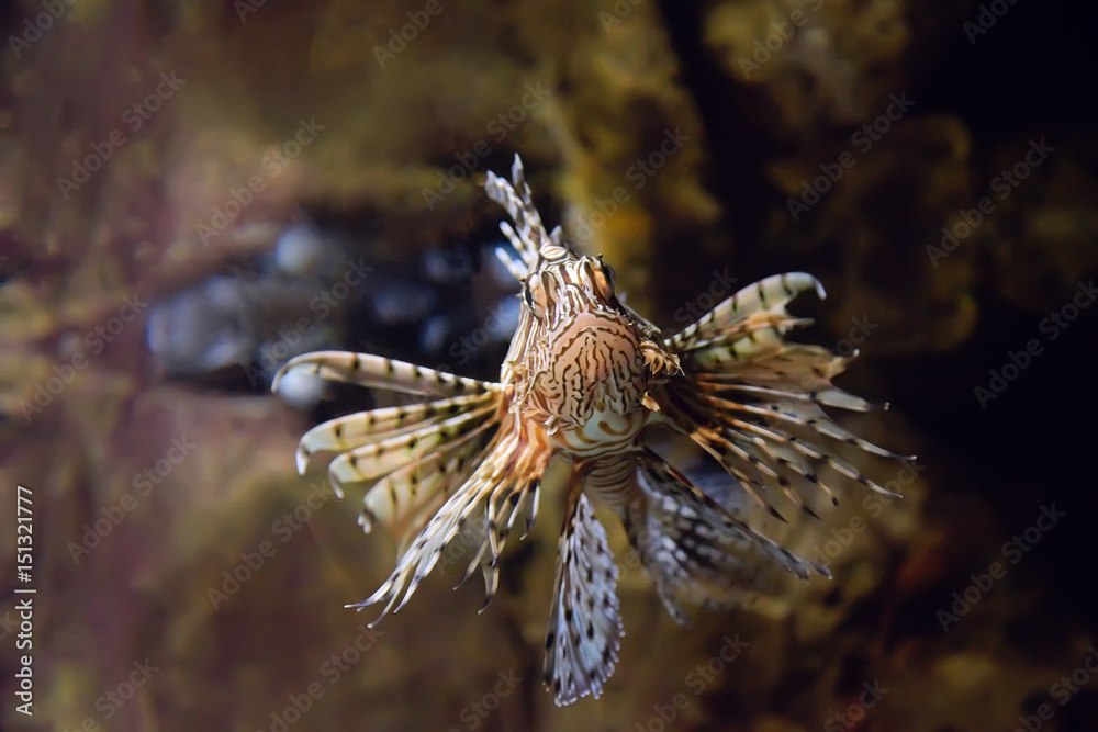 Lion fish swimming underwater in aquarium. Stock Photo | Adobe Stock