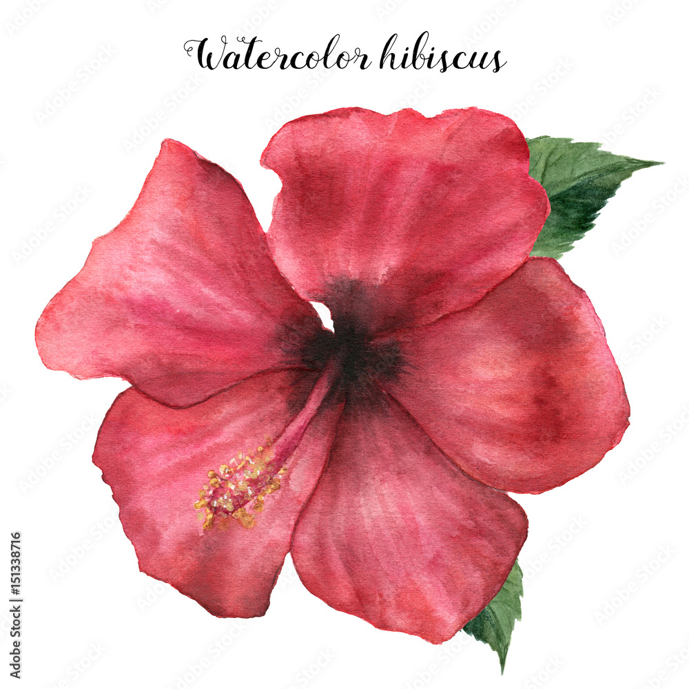 Watercolor red hibiscus. Hand painted exotic floral illustration with ...