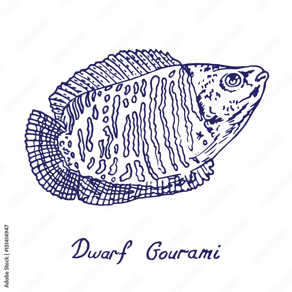 Vetor de Dwarf Gourami (Trichogaster lalius), hand drawn doodle, sketch ...