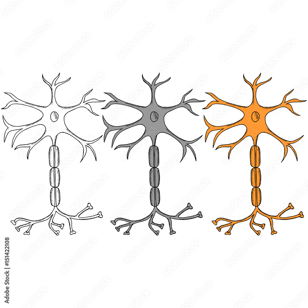 Nerve Cell Neuron, neuron, in sketch style in color. isolated on white ...