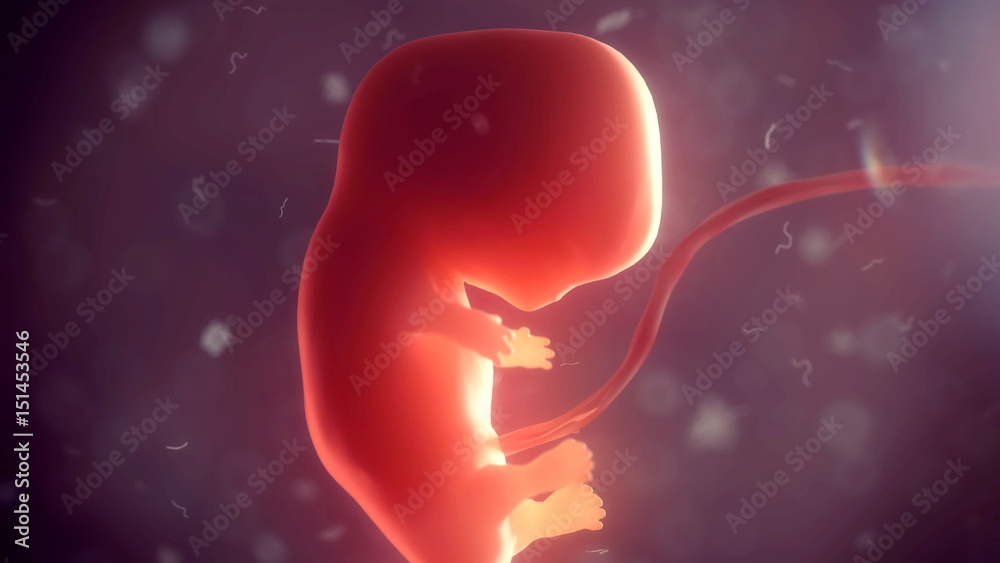 Human embryo inside body. 3d illustration Stock Illustration | Adobe Stock