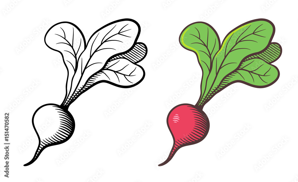 Vector hand drawn illustration of radish. Outline and colored version ...